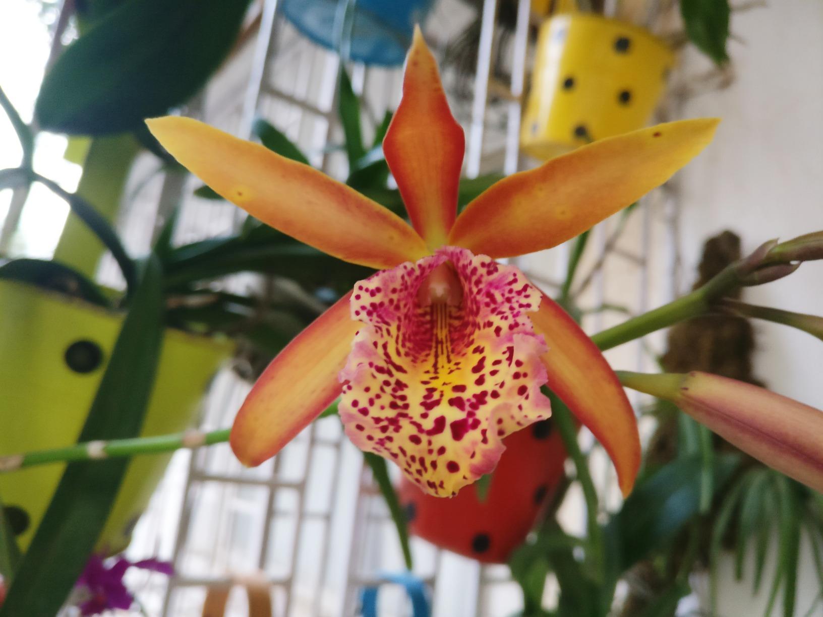 Eco Garden Cattleya Frances Fox Orchid Plant Hybrid Live Healthy ...