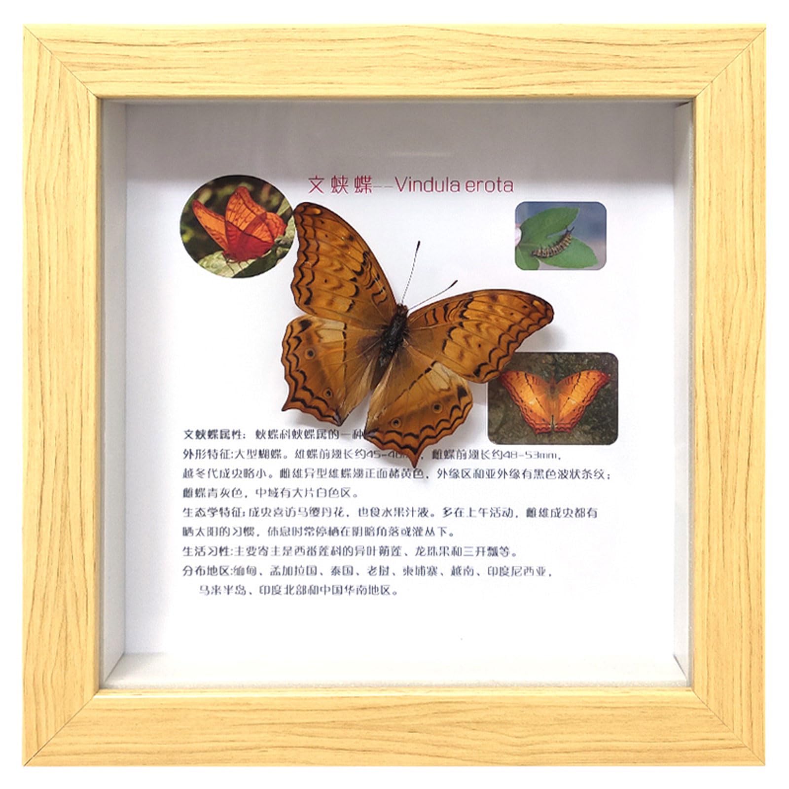 Live Insect Specimens Packing Welcome To Bugs Direct Ltd | Leading