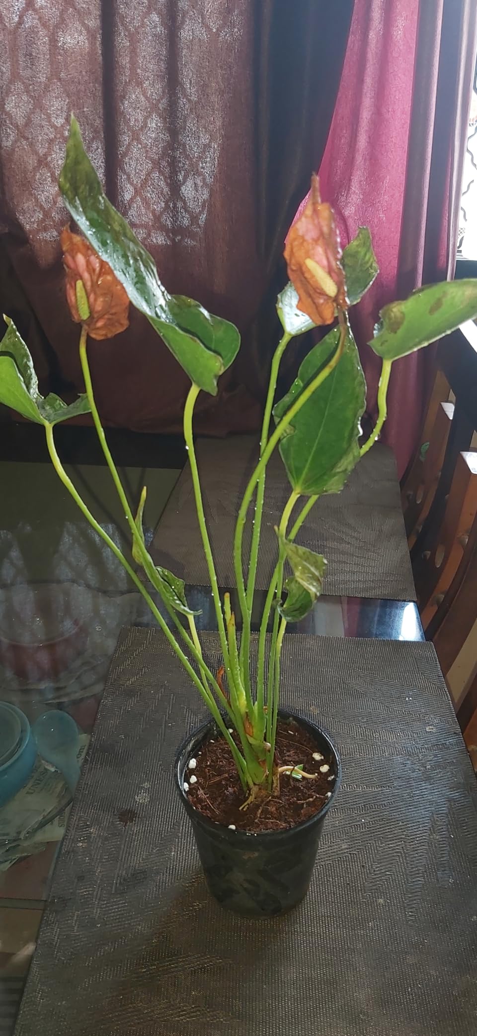 The Four Seasons Anthurium Pink Tickled | Miniature Variety | Rare ...
