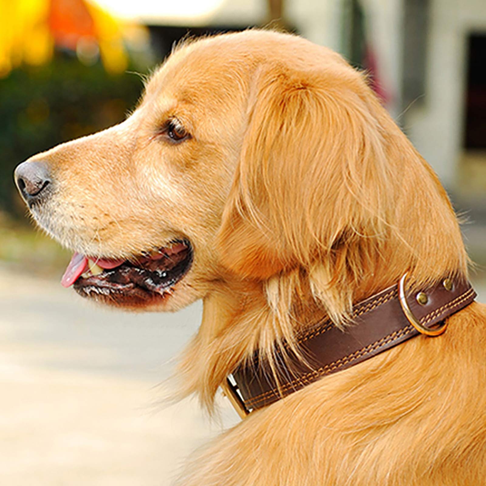 Cual Es El Mejor Collar Para Un Labrador