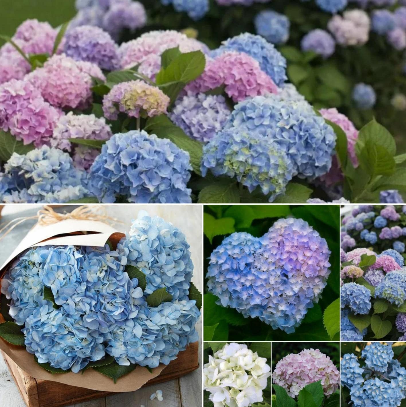 Amazon.com : 50+ Hydrangea Seeds for Planting Mixed Colors : Patio ...