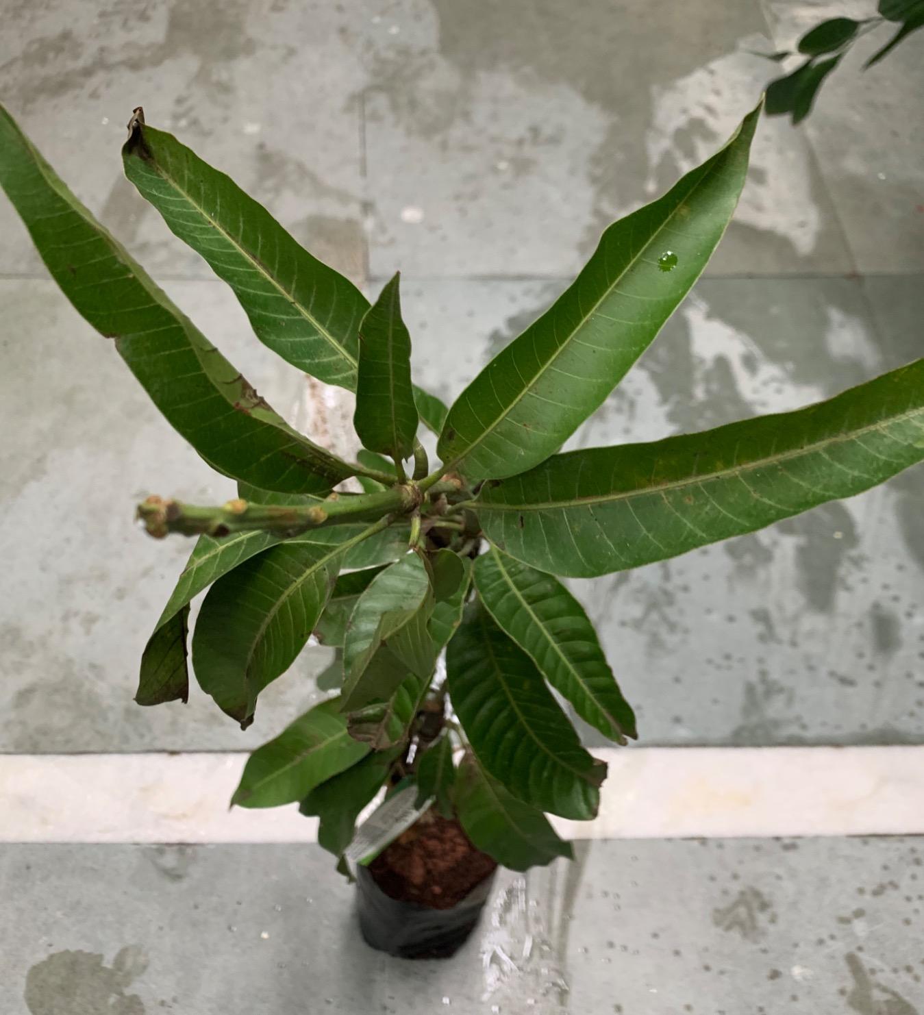 plantsship Creeper Mango Plant : Amazon.in: Garden & Outdoors