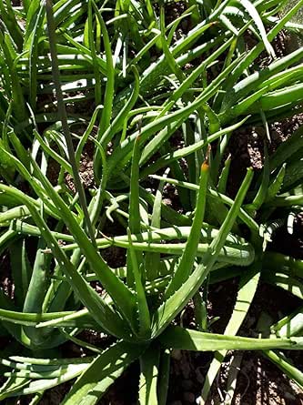 Amazon.co.jp: Aloe Vera Seedling Seedlings Large Plants Succulents ...