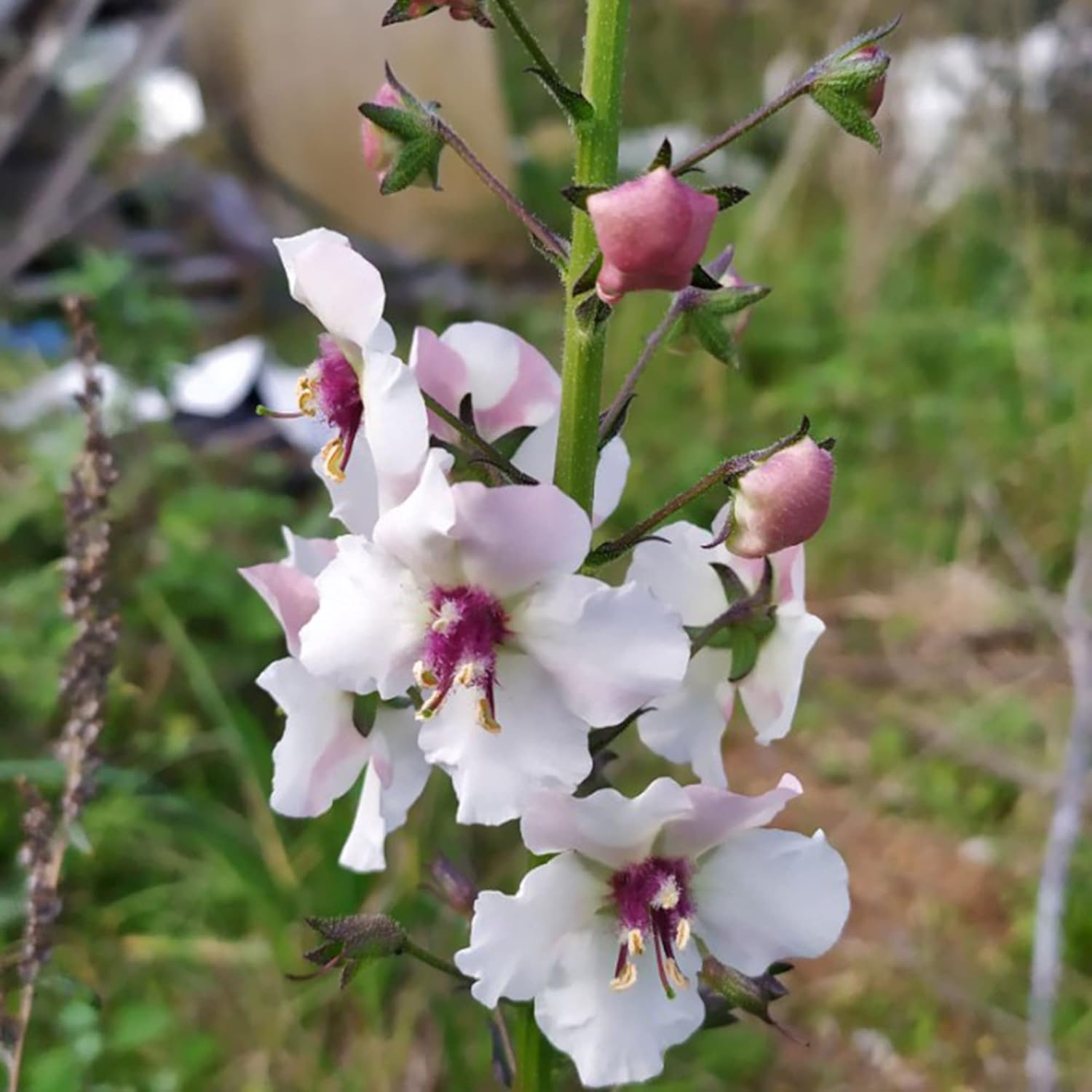 Amazon.com : Moth Mullein Seeds Verbascum Blattaria Biennial or Short ...