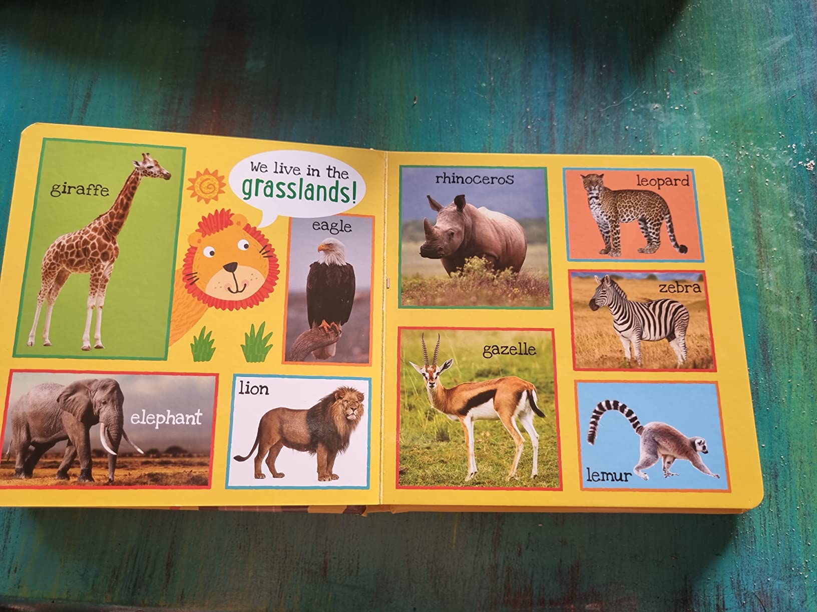 My First 101 ANIMALS Padded Board Book : Simon Abbott: Amazon.com.au: Books