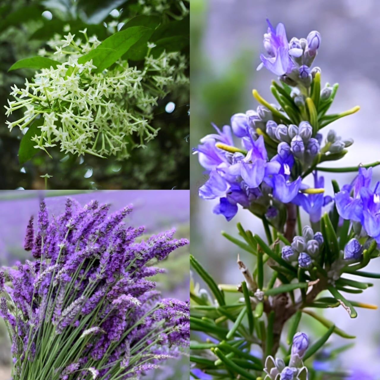 Zoropic Enterprise Hasnuhana, Rosemary & Lavender Live Plant Combo Pack ...