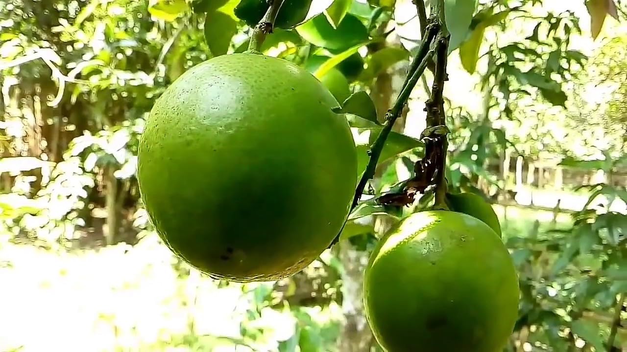 Mosambi plant hybrid, hybrid plant for mosambi (pack opf 1) : Amazon.in ...