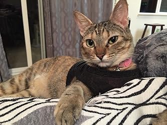 BBC America - App on Amazon Appstore