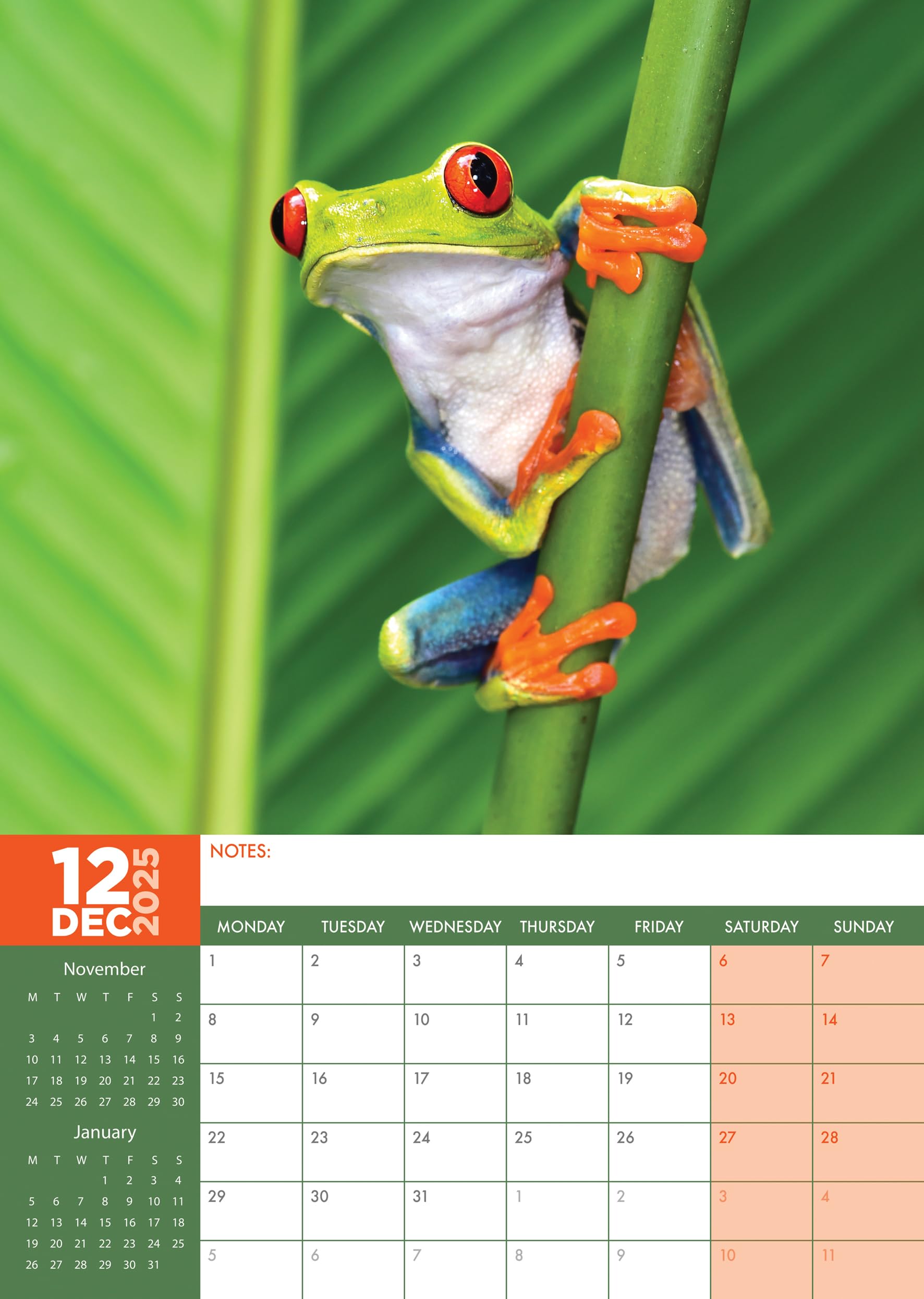 Frogs 2025 – A3 Size Wirobound Calendar – BigaMart
