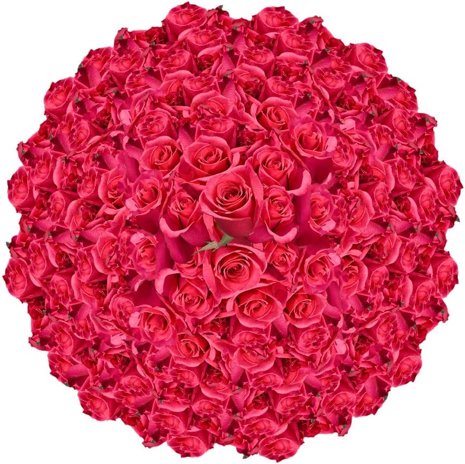 Amazon.com : GlobalRose Beautiful Hot Pink Roses - 100 Hot Princess ...