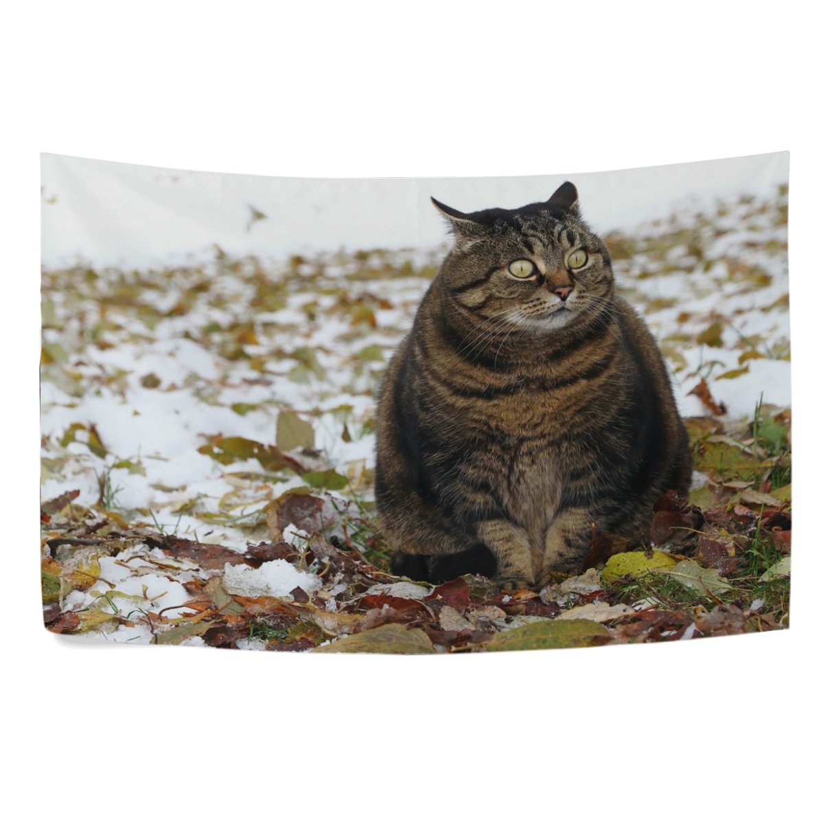 Silly Fat Cat