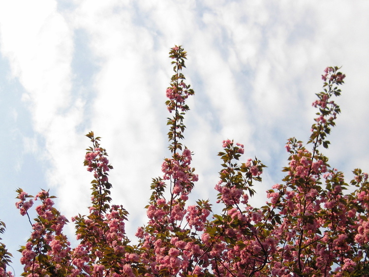 Amazon.com: Amelia Barrows: books, biography, latest update