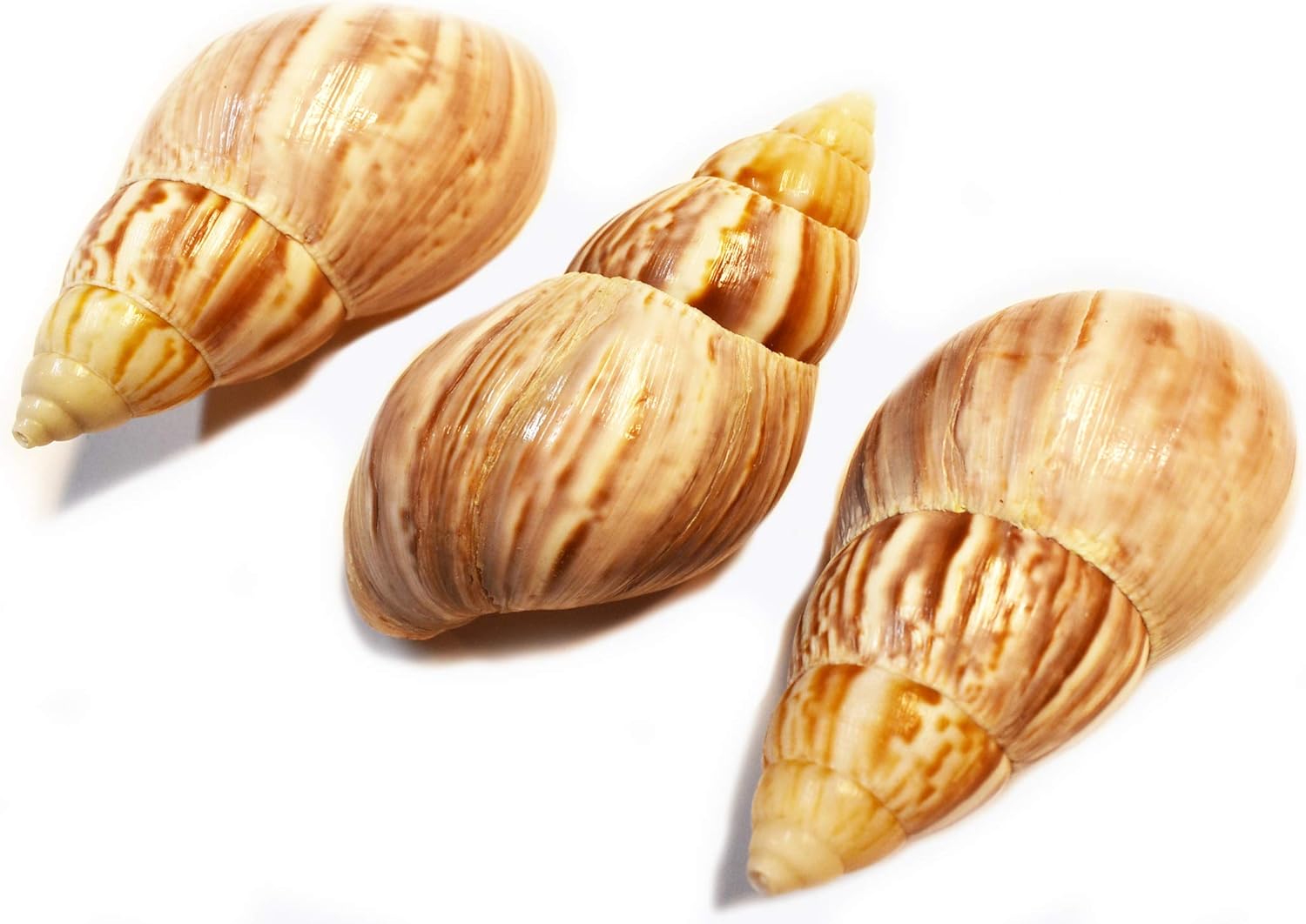 Amazon.com : Set of 3 Natural Japanese (Fairyland) Land Snail Shells 2 ...