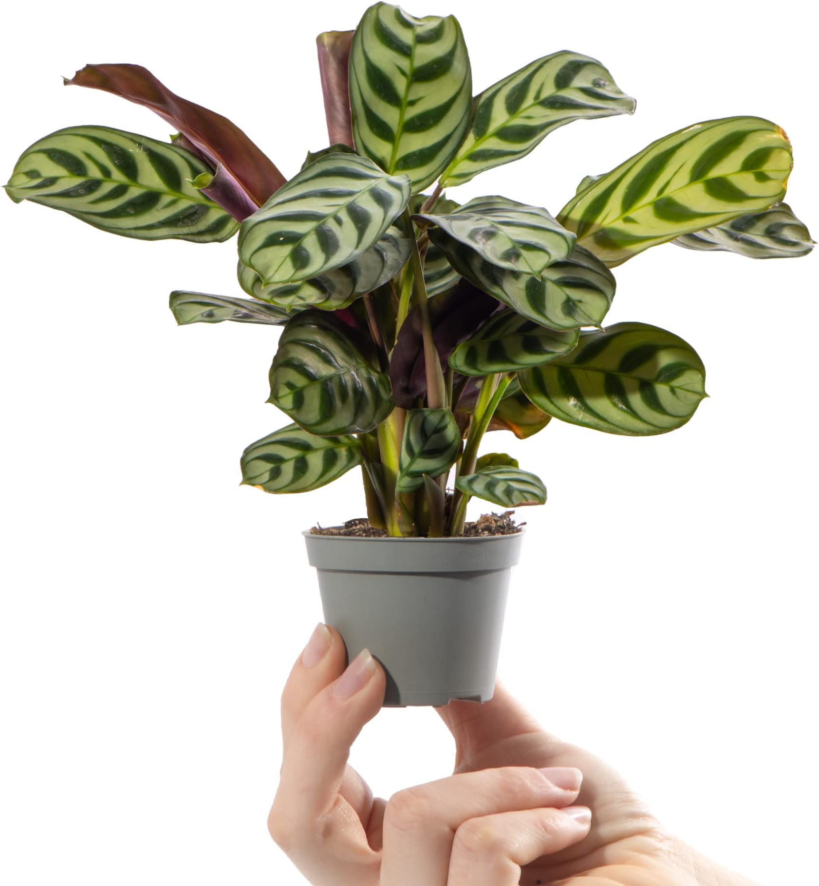 Baby Prayer Plant - Maranta Leuconeura Amabilis Small Indoor Houseplant ...