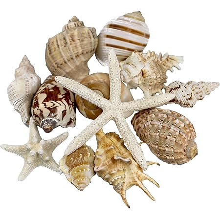 Amazon.com: 12 PCS Large Seashells Natural Mixed Beach Sea Shells ...