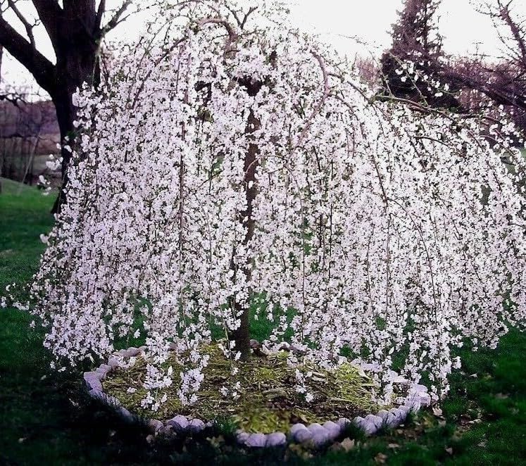 Amazon.com : 2 Weeping Cherry Blossom Tree Plants, 8 to 12 Inch Tall ...