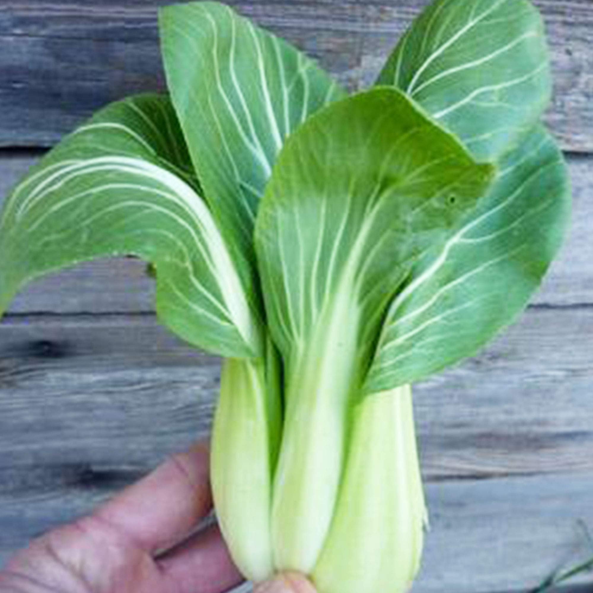Amazon.com : Organic Baby Pak Choi - 500 mg ~100 Seeds - Non-GMO, Open ...