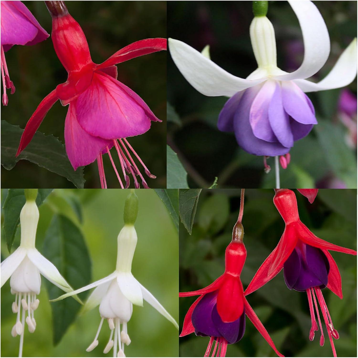 Hardy Fuchsia Collection - 3 Established 9cm Plants (Hardy) 3 Different ...
