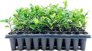 Amazon.com : Dwarf English Cherry Laurel | 3 Live Plants | Prunus ...
