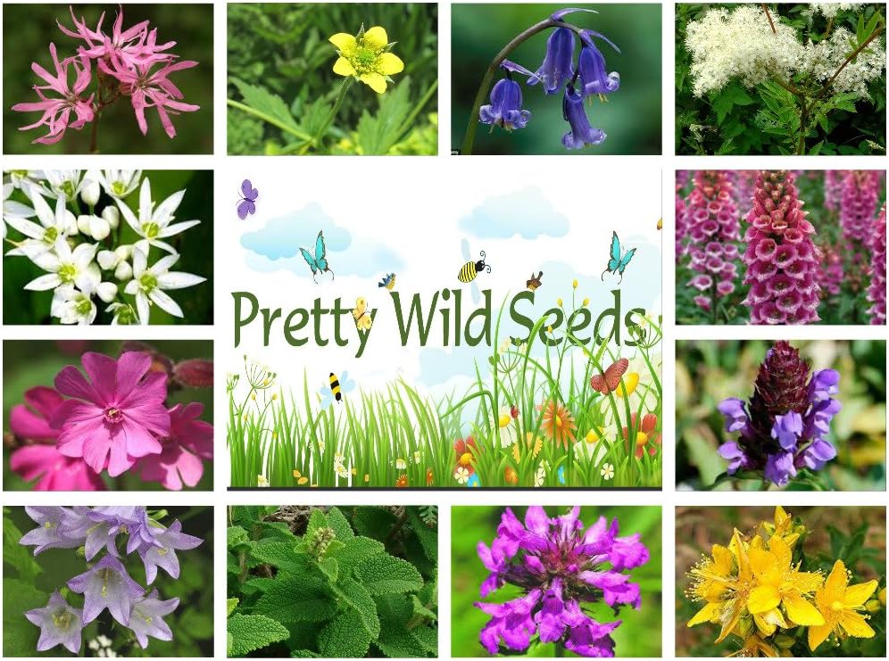 1kg Meadow Wild Flower Seeds Woodland HEDGEROWS 50/50 Shade Areas Bulk ...