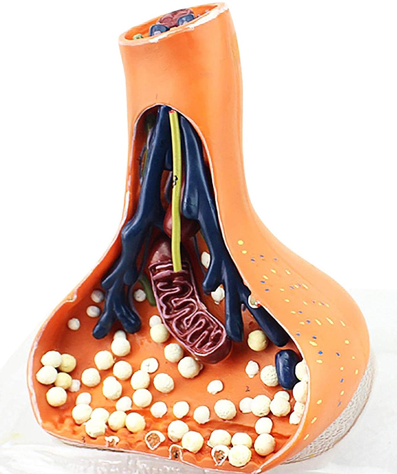 Buy With Digital Indicator Human Nervous System Anatomical Model,120 ...