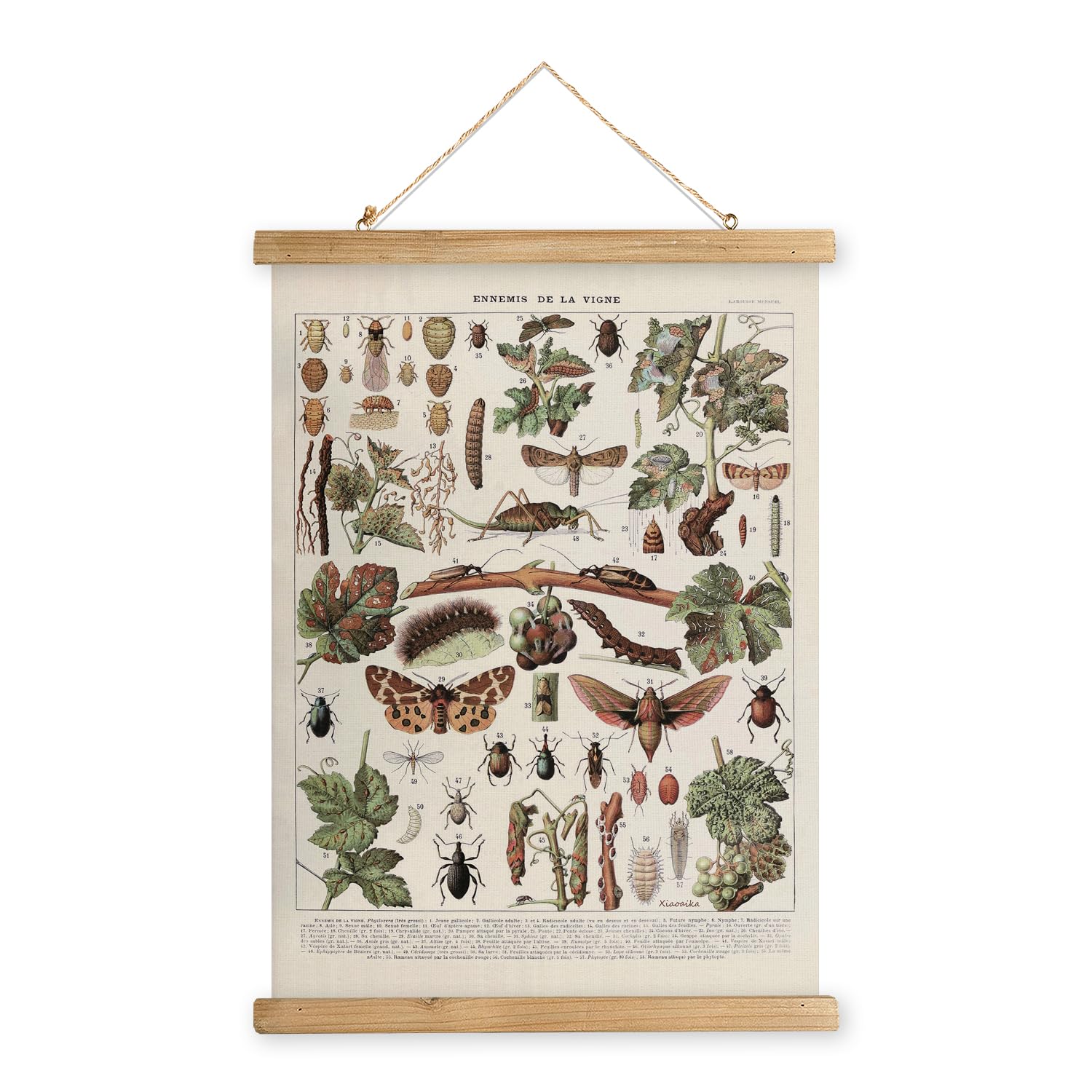 Snapklik.com : XIAOAIKA Vintage Vineyard Pests Identification Chart ...