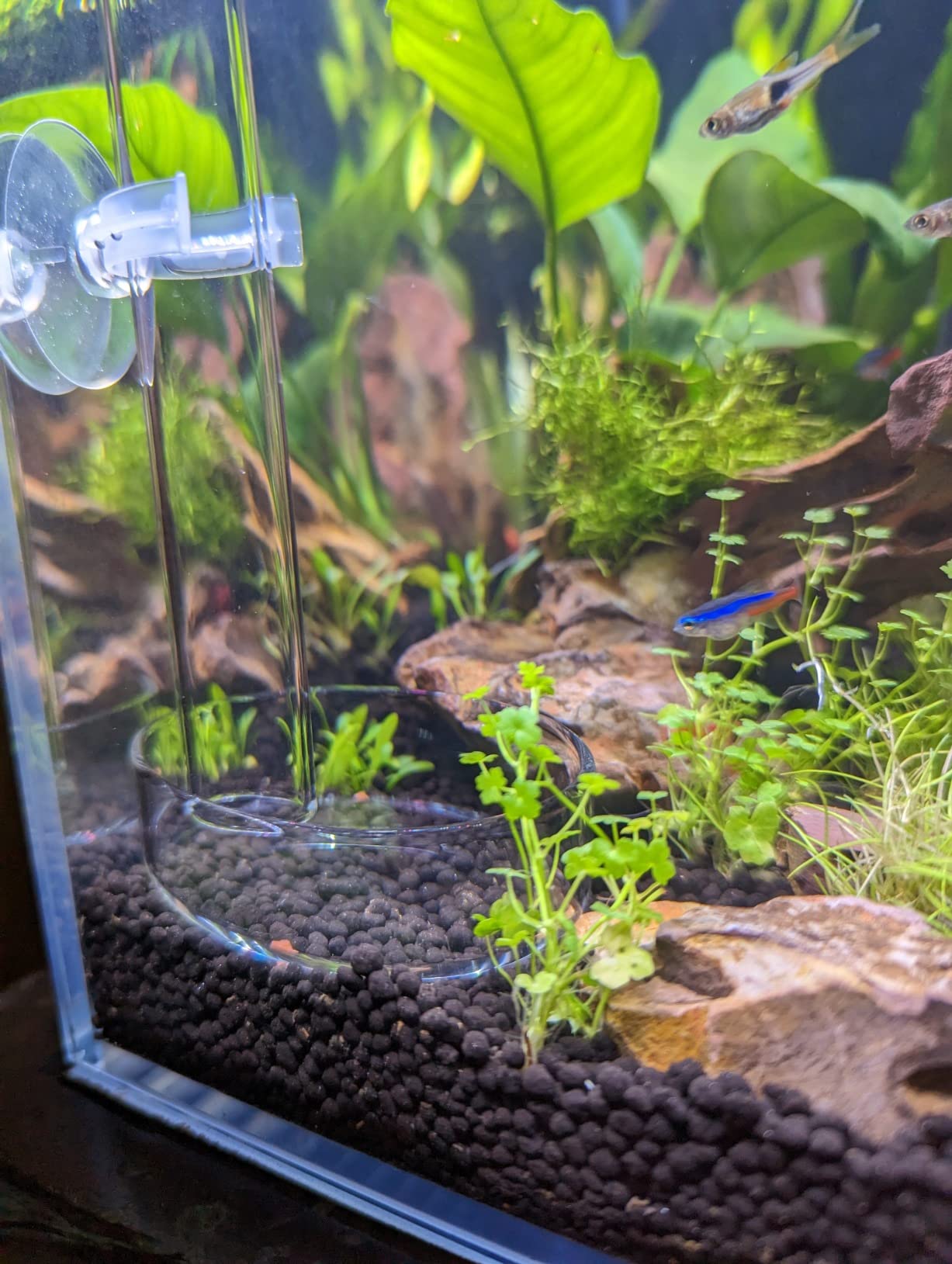 Despacito Fish Tank Food Feeder for Aquarium, Shrimp Food Feeding Tube ...