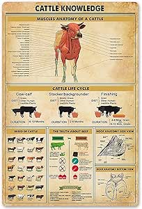 Metal Tin Sign 8"x12", Cattle Knowledge Poster Muscles Anatomy of A ...
