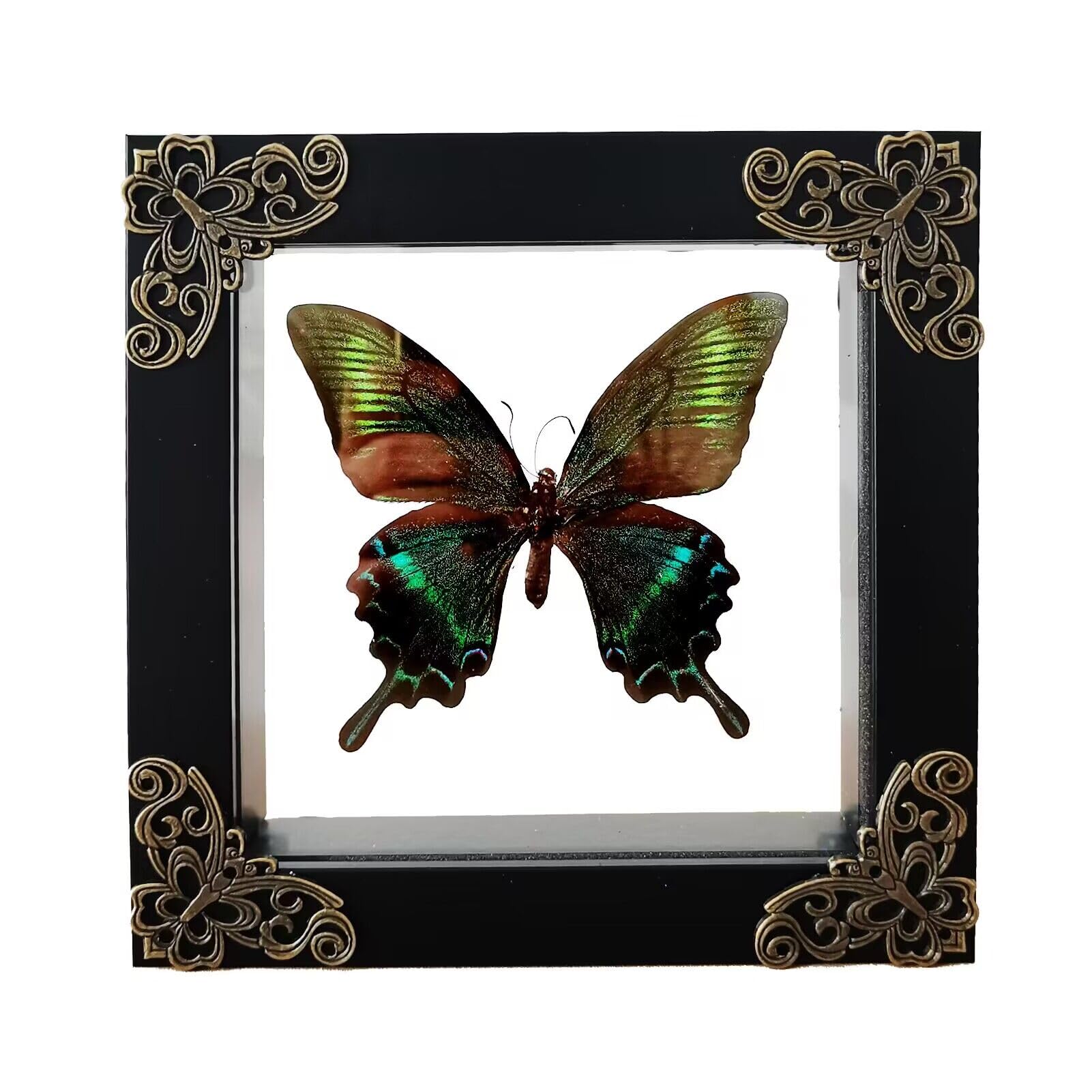 Amazon.com: Transparent Specimen Display Frame for Butterflies ...