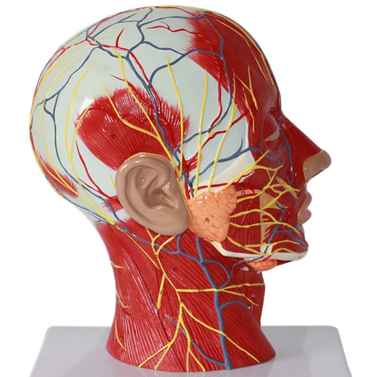 Buy Educational Model Human Skull Head Neck Anatomical Model Skull ...