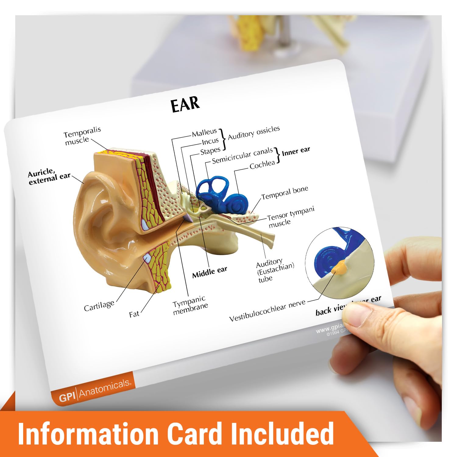 Snapklik.com : Ear Model, Replica Of A Normal Ear For Human Anatomy And ...