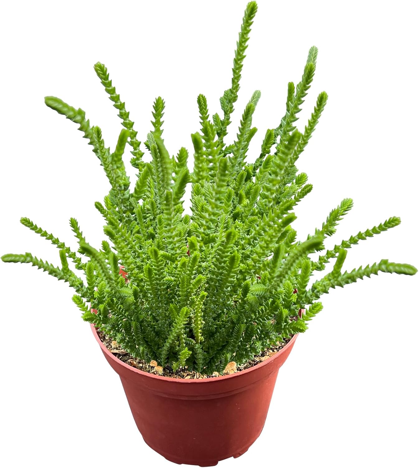 Amazon.com : Sprout N Green Watch Chain, Rare Live Crassula muscosa ...