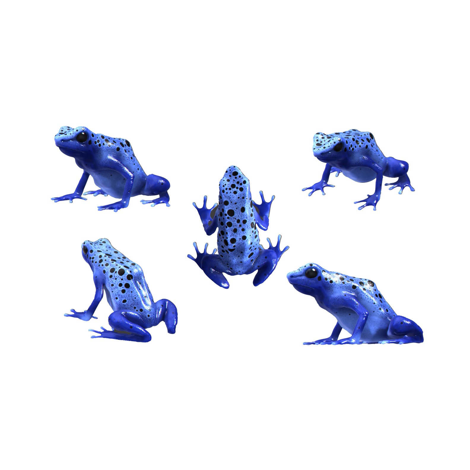 Buy 5 Blue Poison Dart Frog Decals - Sizes shown on Size Chart Below ...