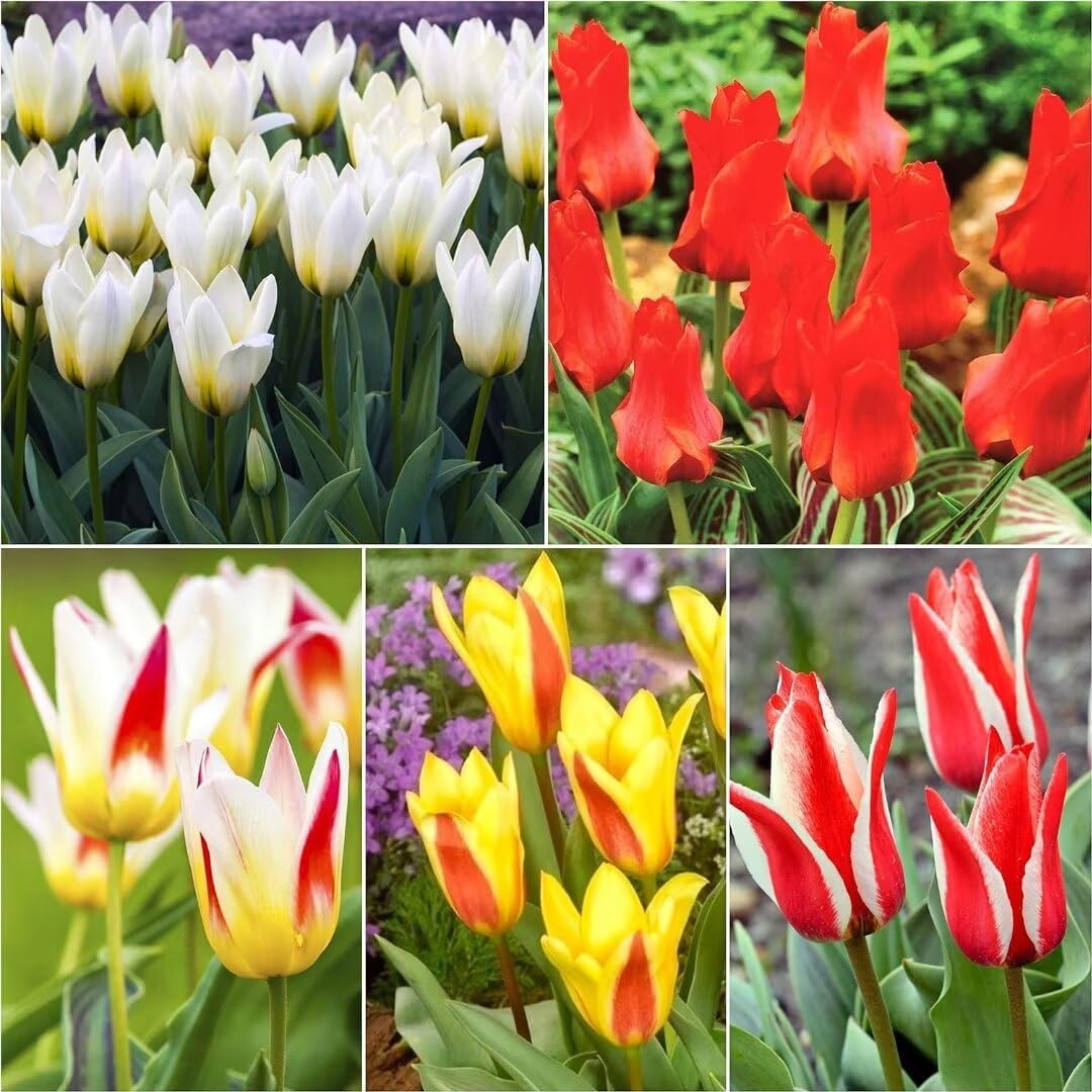 Amazon.com : Dwarf Tulips - Mixed Tulips Assorted Colors - Tulip Bulbs ...