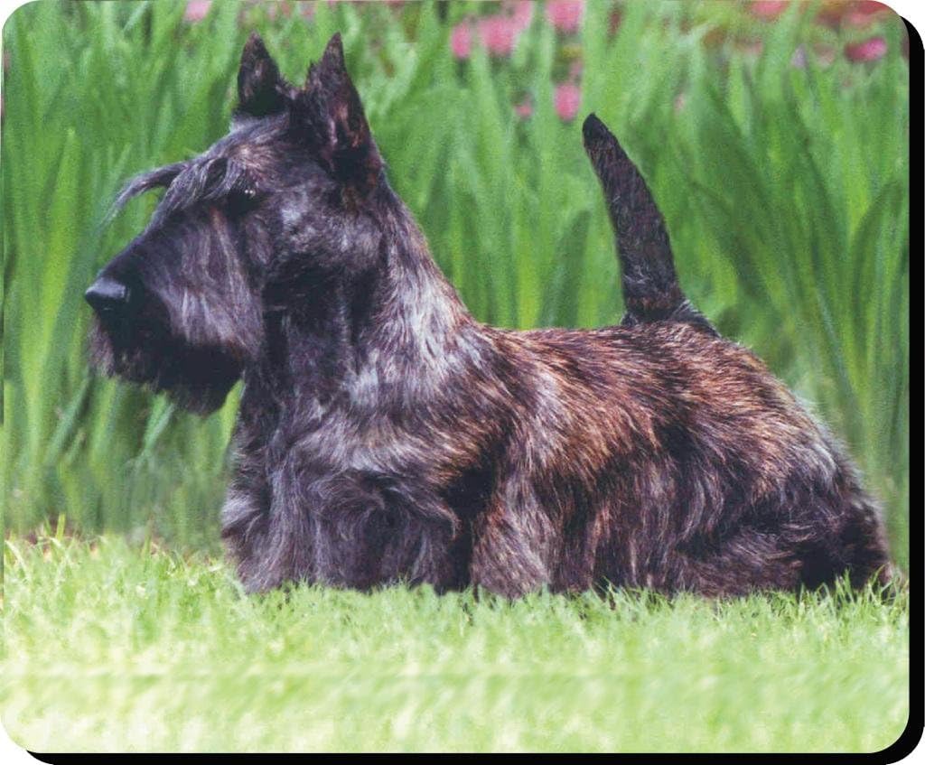 Amazon.com: Scottish Highland Terrier (Scottie) Dog Mouse MAT/PAD ...