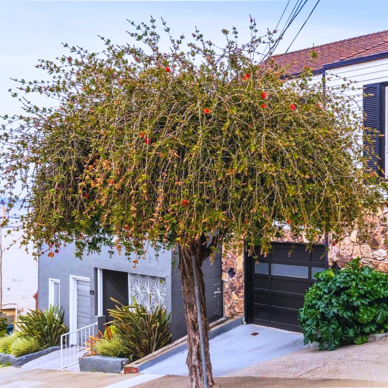 Yaupon Holly Tree Plant Of The Week: Yaupon Holly