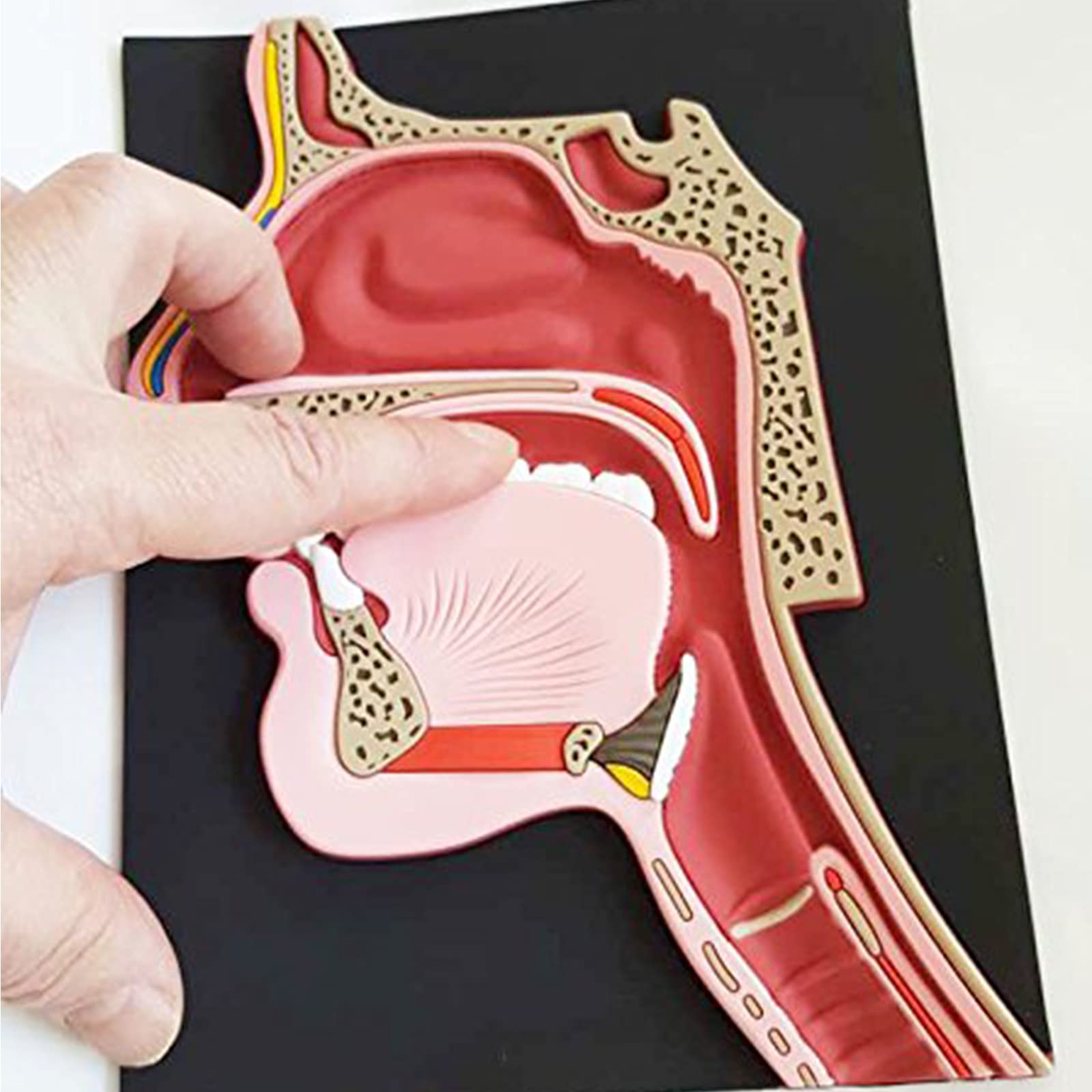 Dffng Life Size Human Anatomical Nasal Cavity Throat Anatomy Medical ...