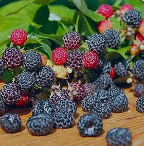 Amazon.com : Royalty Purple Raspberry - 1 Live Plant in Pot - Easy to ...