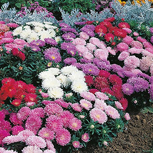 Nursery Live Rare Hybrid Aster " Milady Mixed " Exotic 30 Seeds for ...