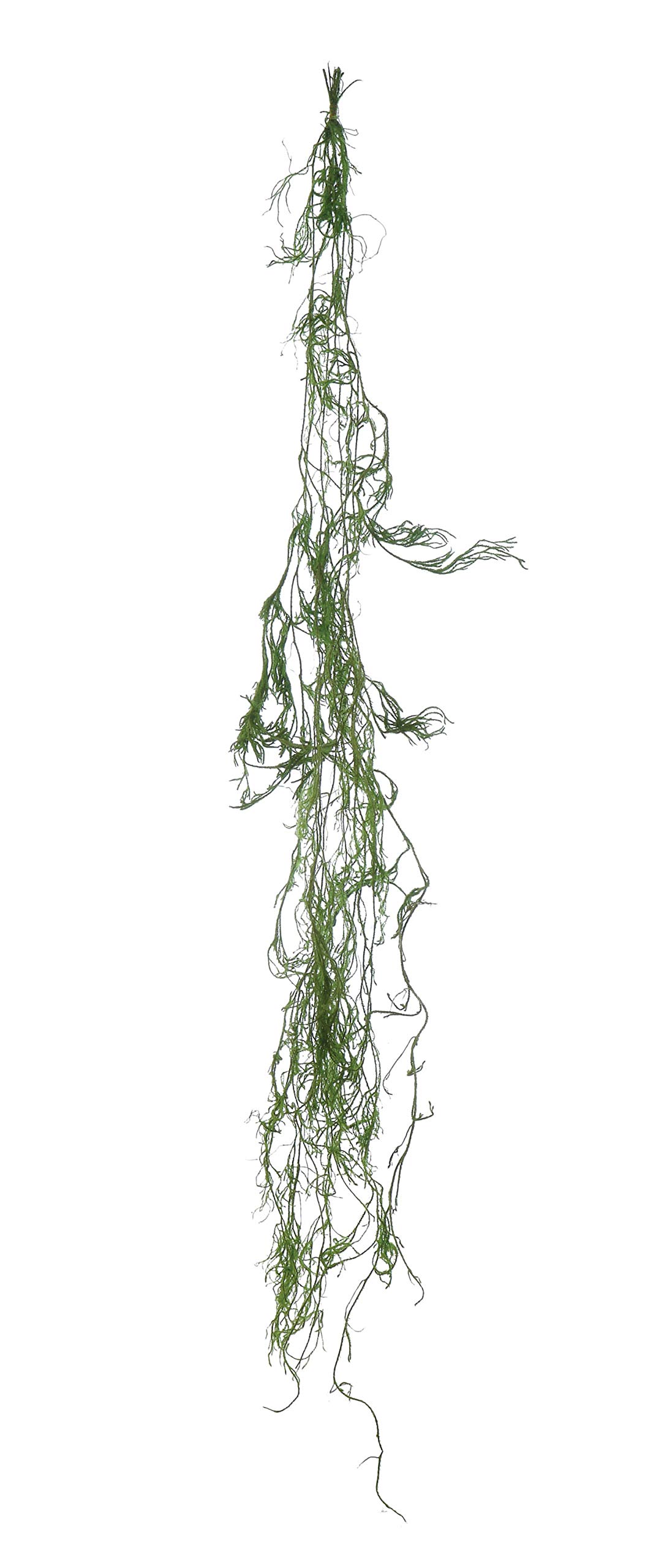 Creeping Cedar