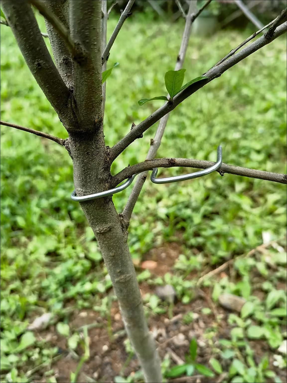 Snapklik.com : Algasan Fruit Tree Branches Pulling Machine Strapping ...