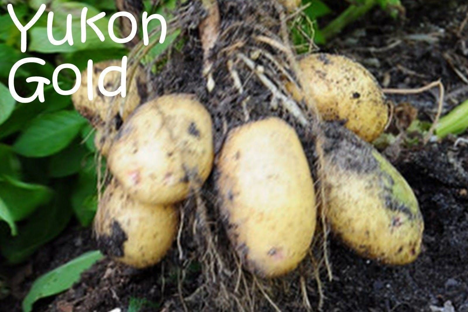 Yukon Gold Potato Plant