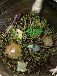 Amazon.com: NATIONAL GEOGRAPHIC Dinosaur Terrarium Kit for Kids ...