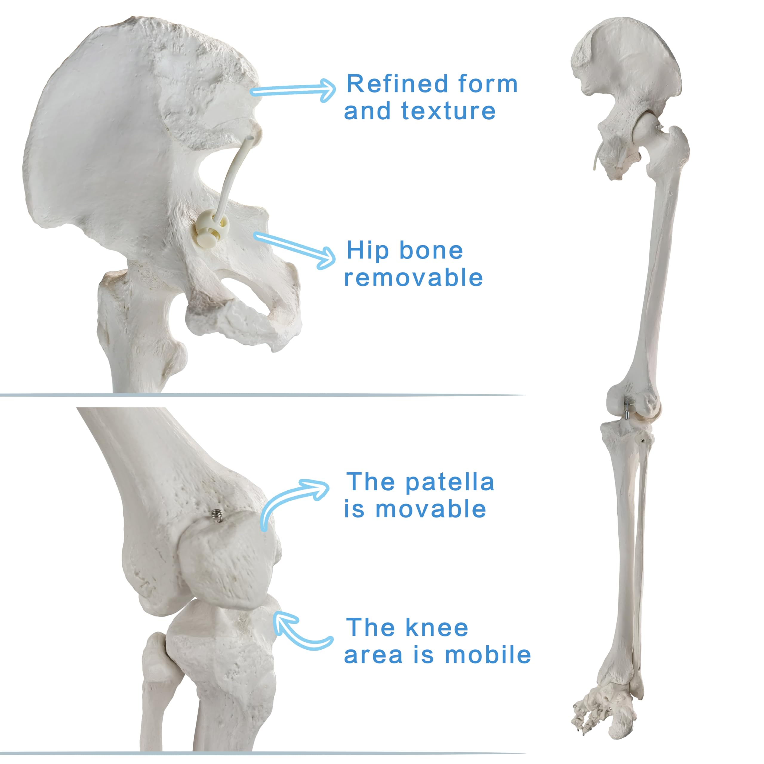 Snapklik.com : EVOTECH SCIENTIFIC Human Lower Limb Bone Model, Life ...