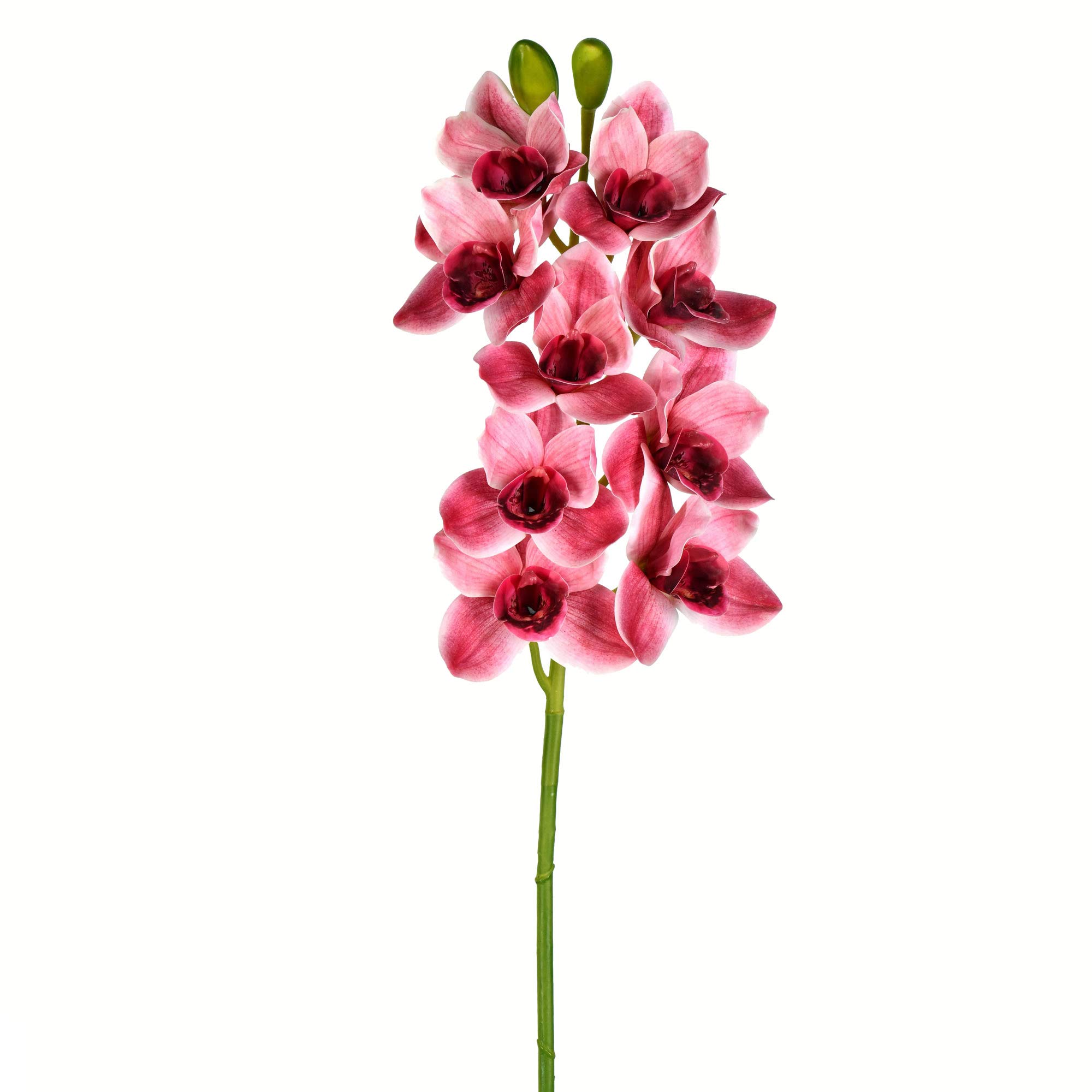 White Cymbidium Orchid Stem