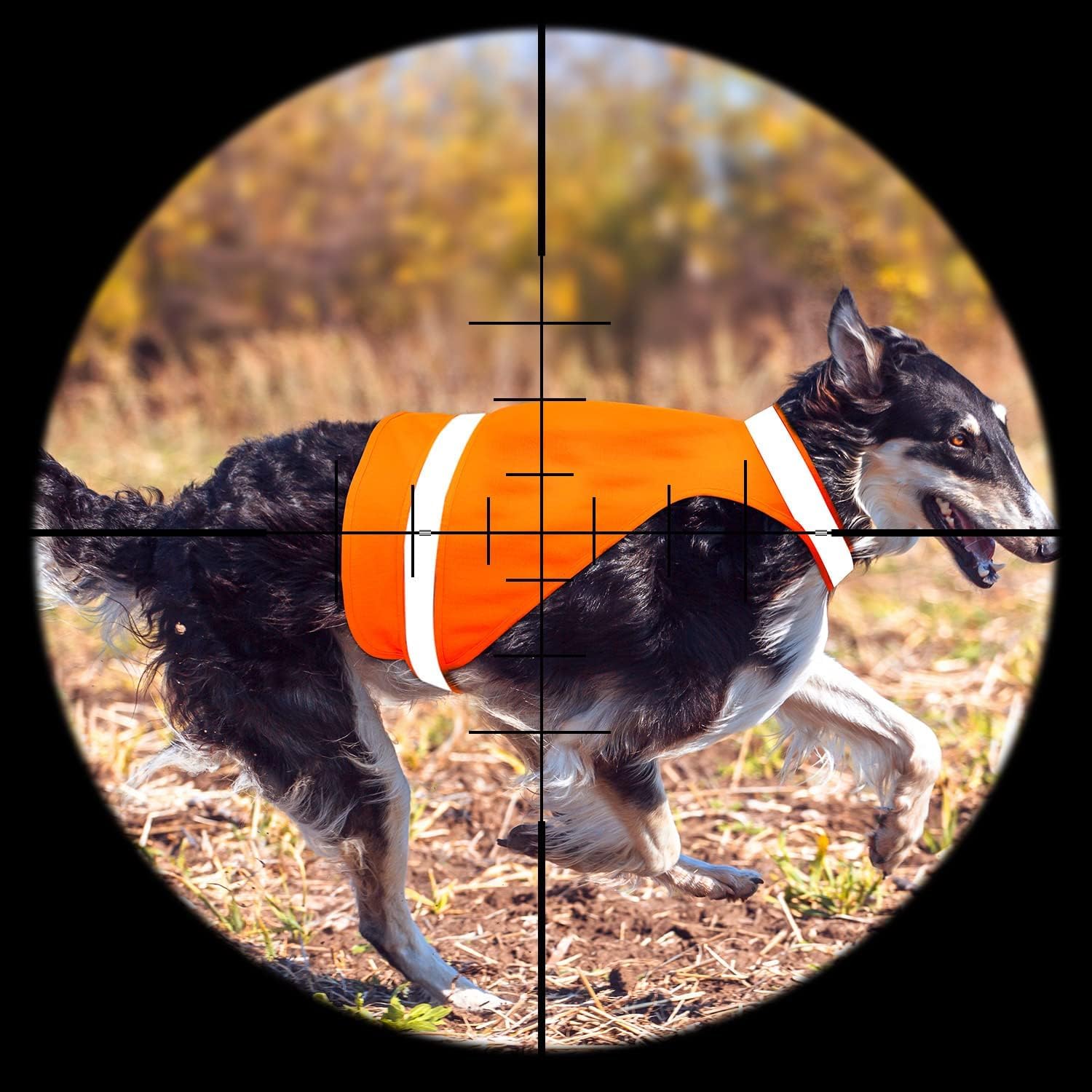 Amazon.com : Illumiseen LED Dog Hunting Vest | Orange Safety Jacket ...