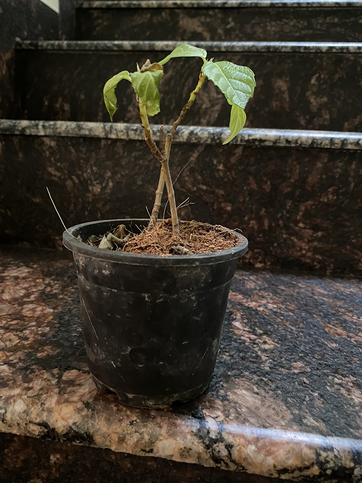 Fig Tree, Anjeer Fruit, Common Fig Fruit - Plant : Amazon.in: Garden ...