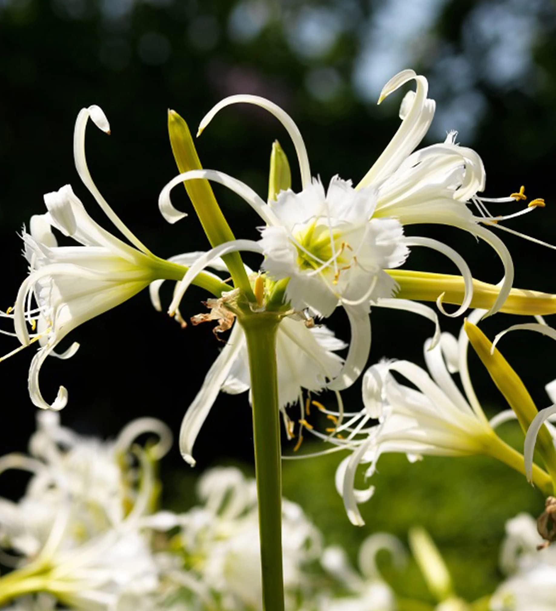 Ismene Plant Ismene X Deflexa | Hymenocallis Festalis | Hymenocallis X