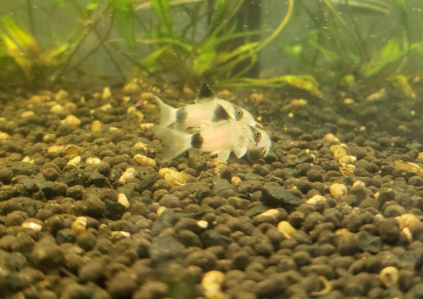 Panda Cory Catfish