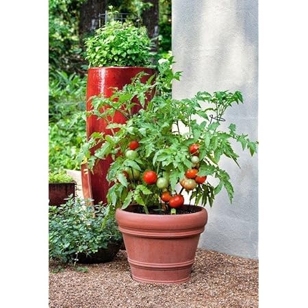 PlantaZee vegetable live plant (Tomato) Dark-Red Rare Fruit Plant(1 ...